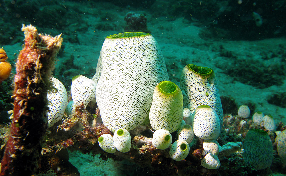 Microplastics discovered in marine invertebrates along Israel’s ...