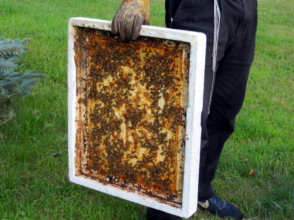 Family creates ‘bee-autiful’ life in Israel’s north - JNS.org