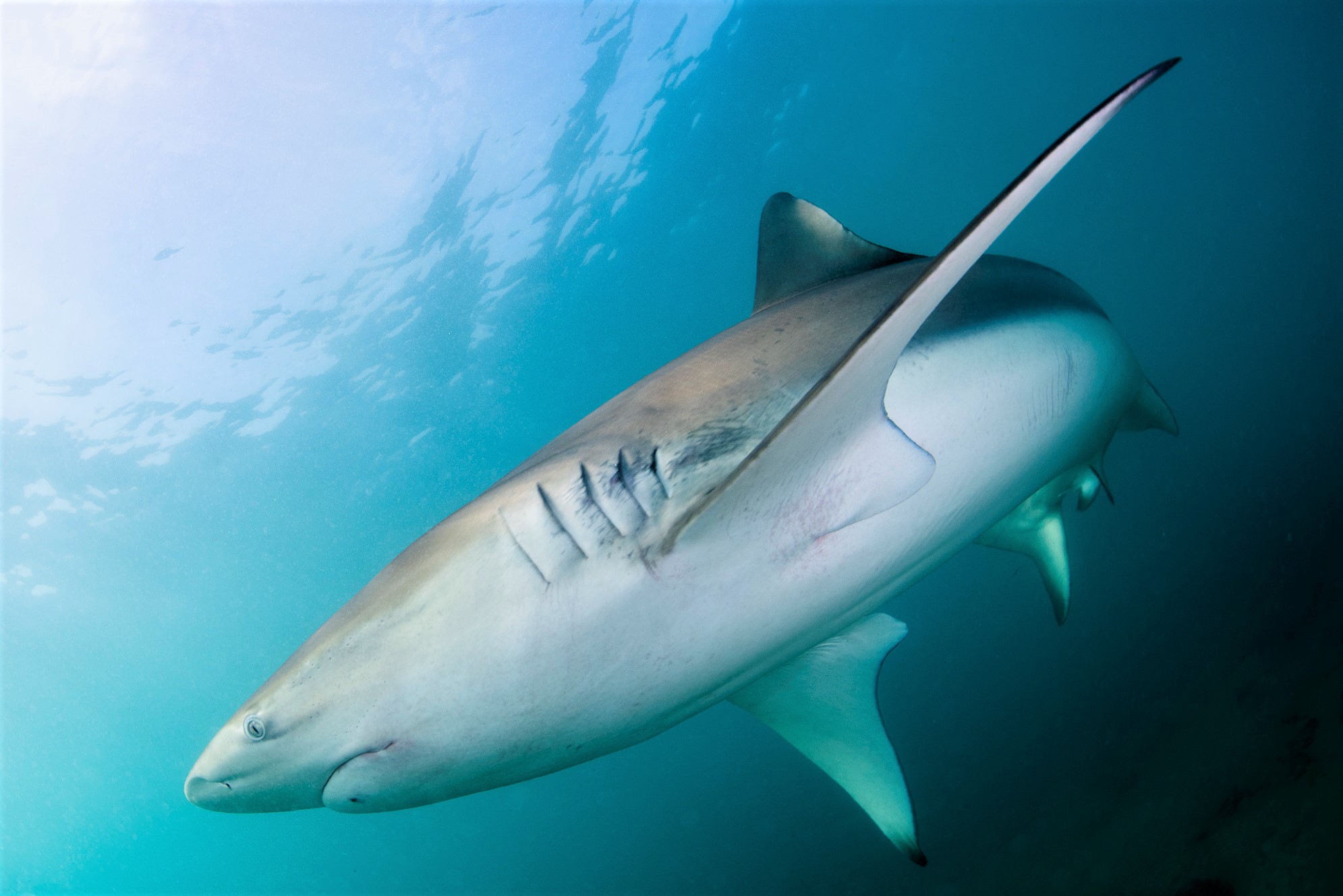 Mako shark found dead on Caesarea beach - JNS.org