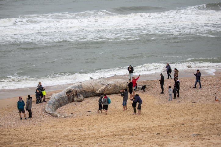 Toxic tar spill ‘one of the worst ecological disasters in Israel’s ...