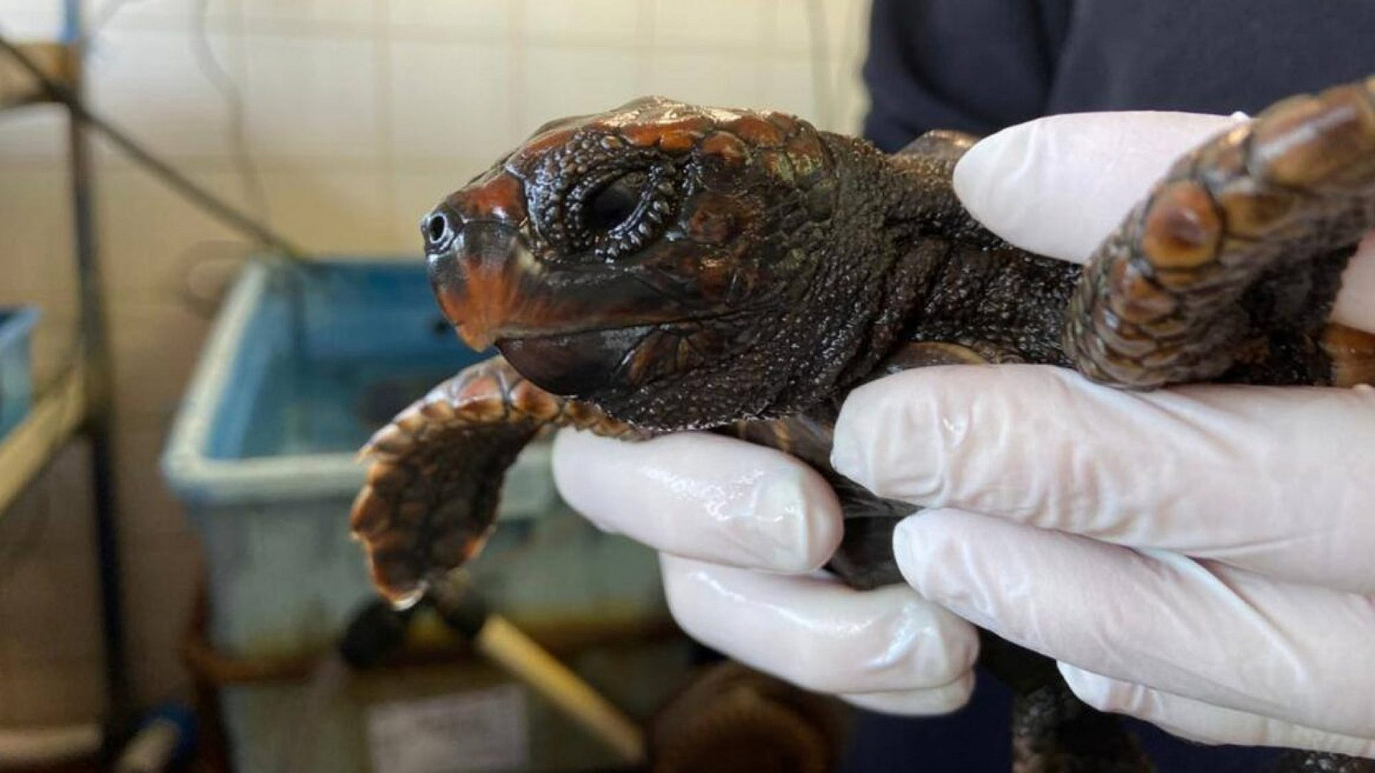 Israel scrambles to save animals hurt in massive tar spill - JNS.org