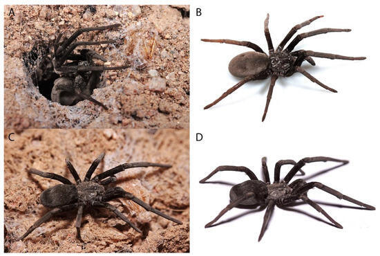 Researchers discover new spider species in Israel - JNS.org