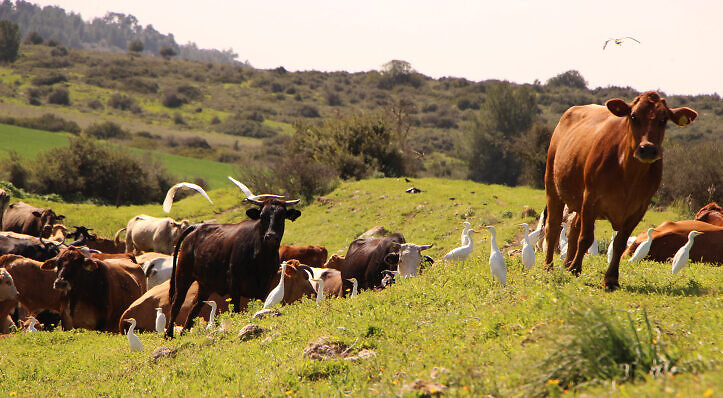 Politics and the Parah Adumah - JNS.org