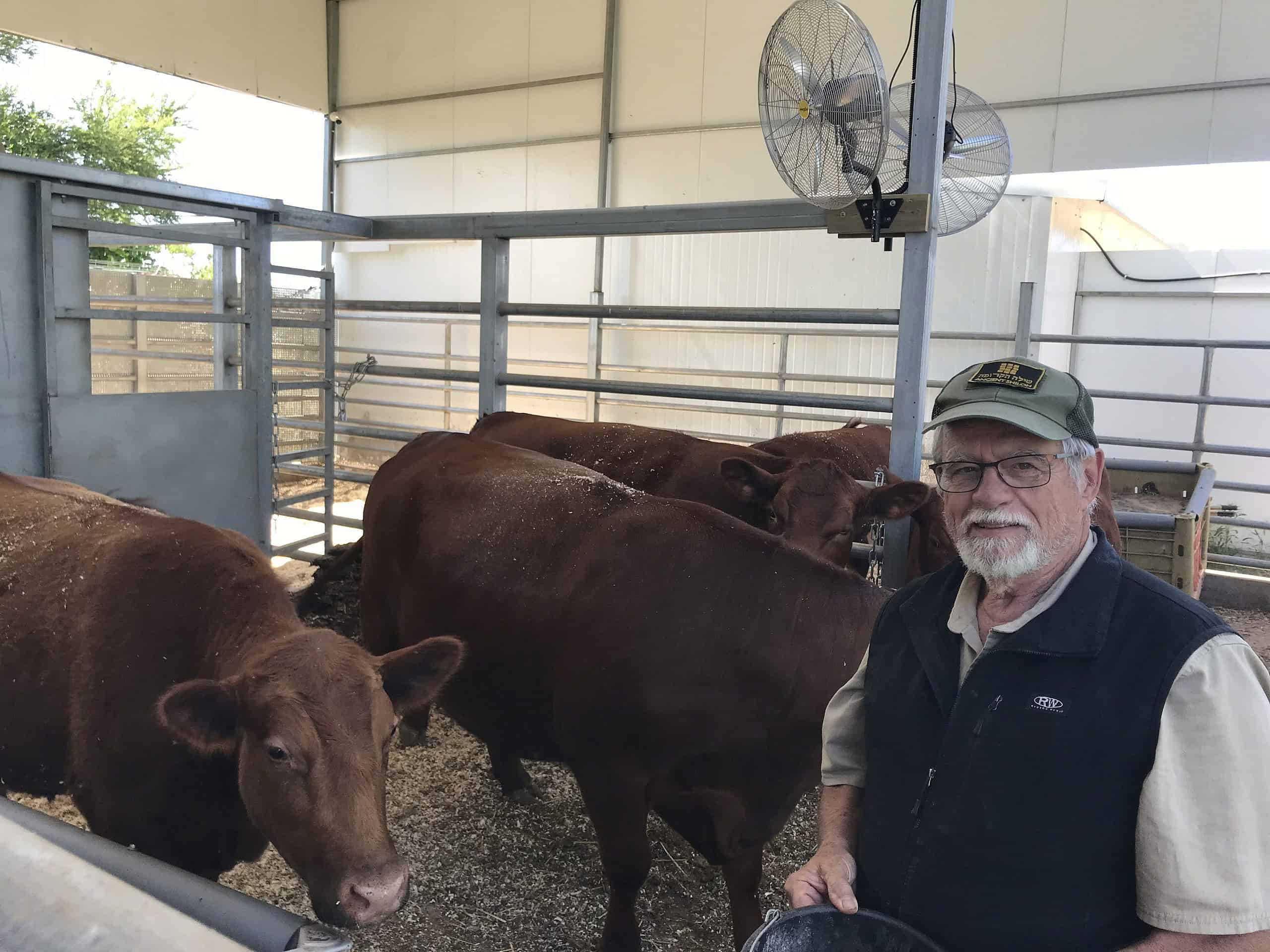 An Indiana farmer's journey to caring for red heifers brought to Israel ...