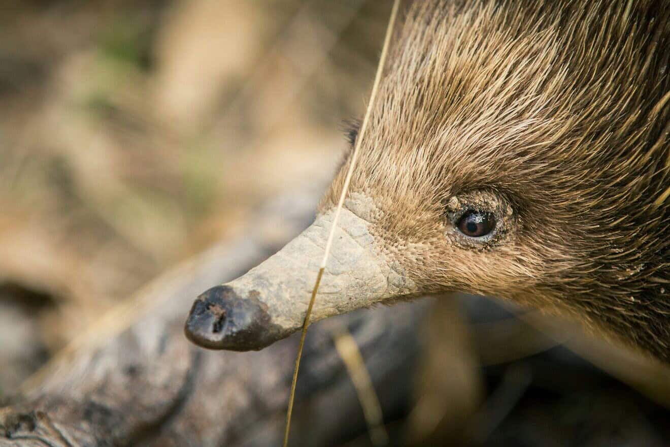 Porcupine wounds evacuee from Kiryat Shmona - JNS.org