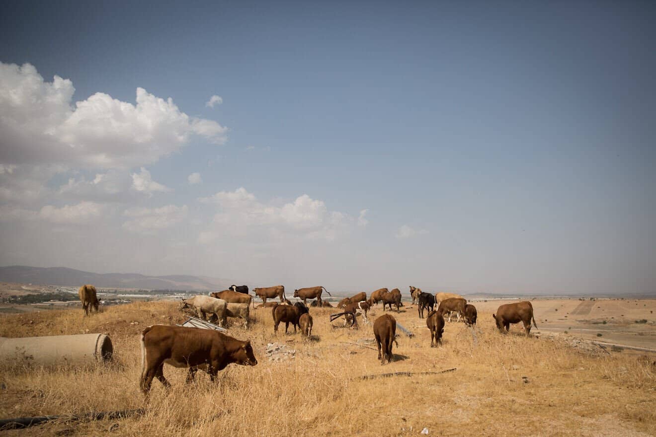 Ranchers complete four-day cattle drive across Samaria - JNS.org