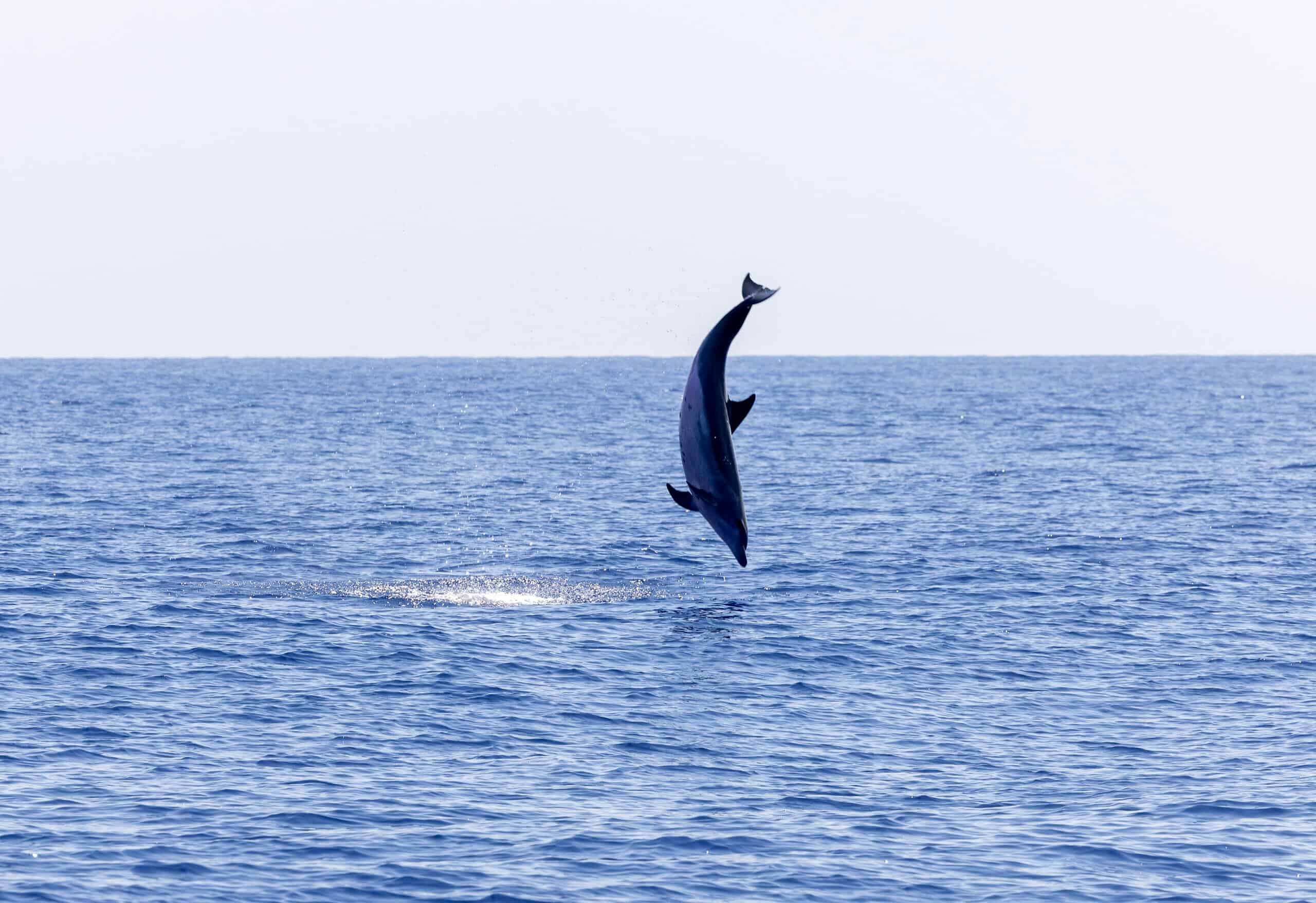 Dolphin pod puts on ‘acrobatic display’ off Haifa shore - JNS.org