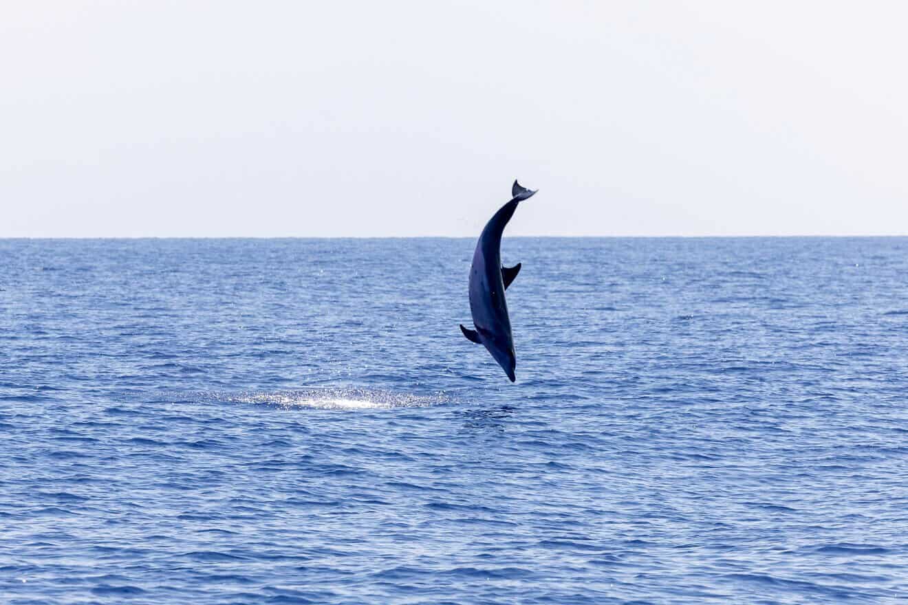 Dolphin pod puts on ‘acrobatic display’ off Haifa shore - JNS.org