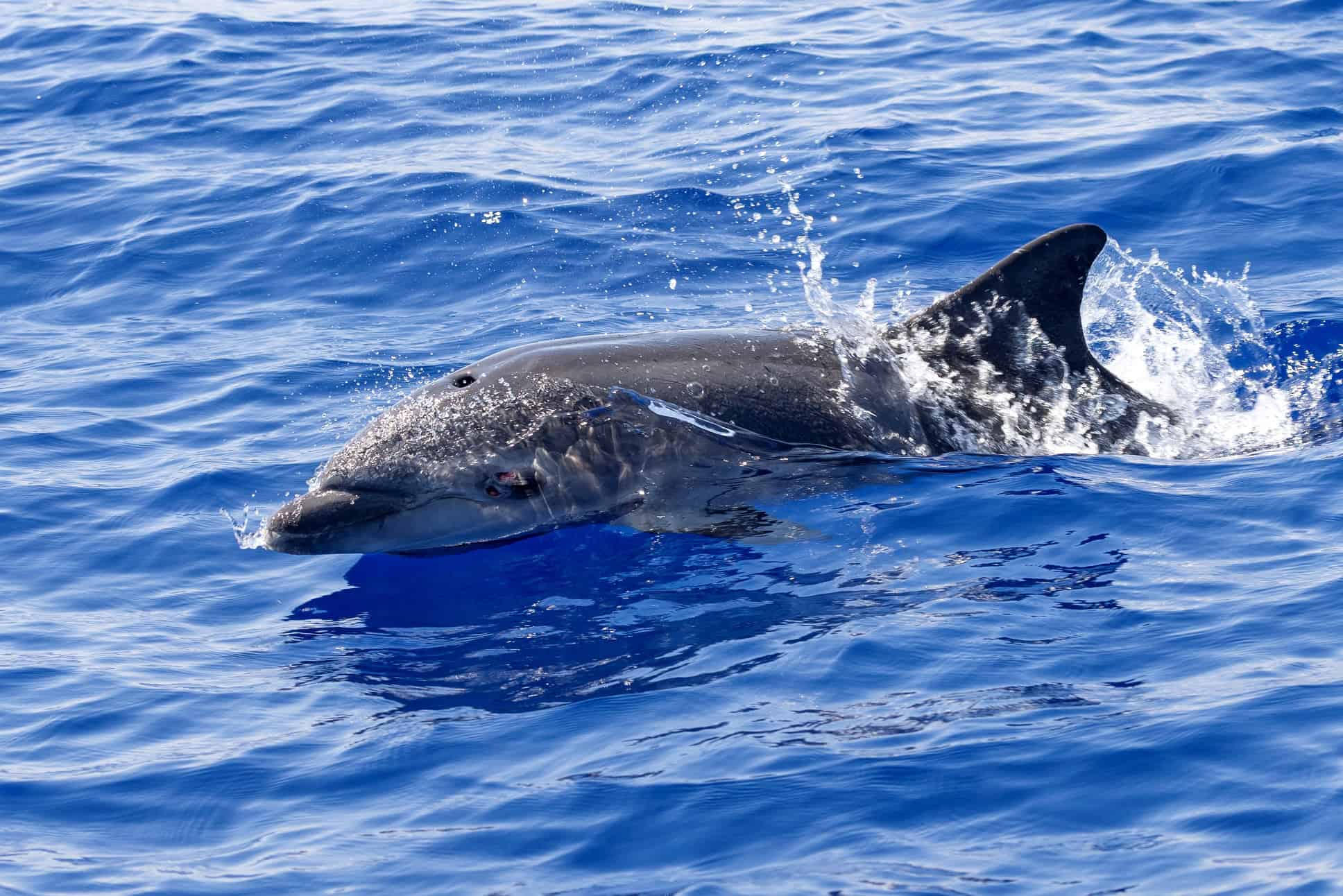 Dolphin pod puts on ‘acrobatic display’ off Haifa shore - JNS.org
