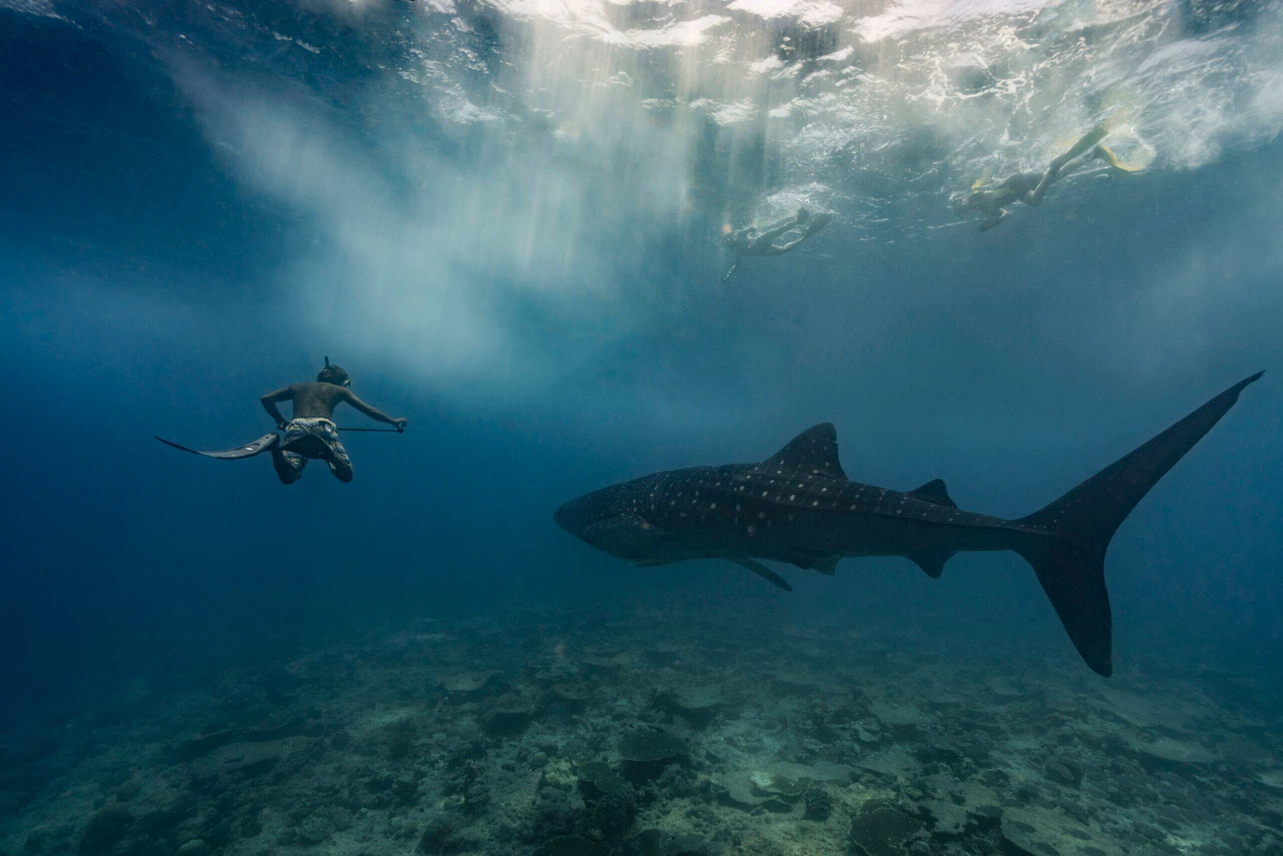 Rare whale shark that drew crowds in Israel meets grisly end in Gaza ...