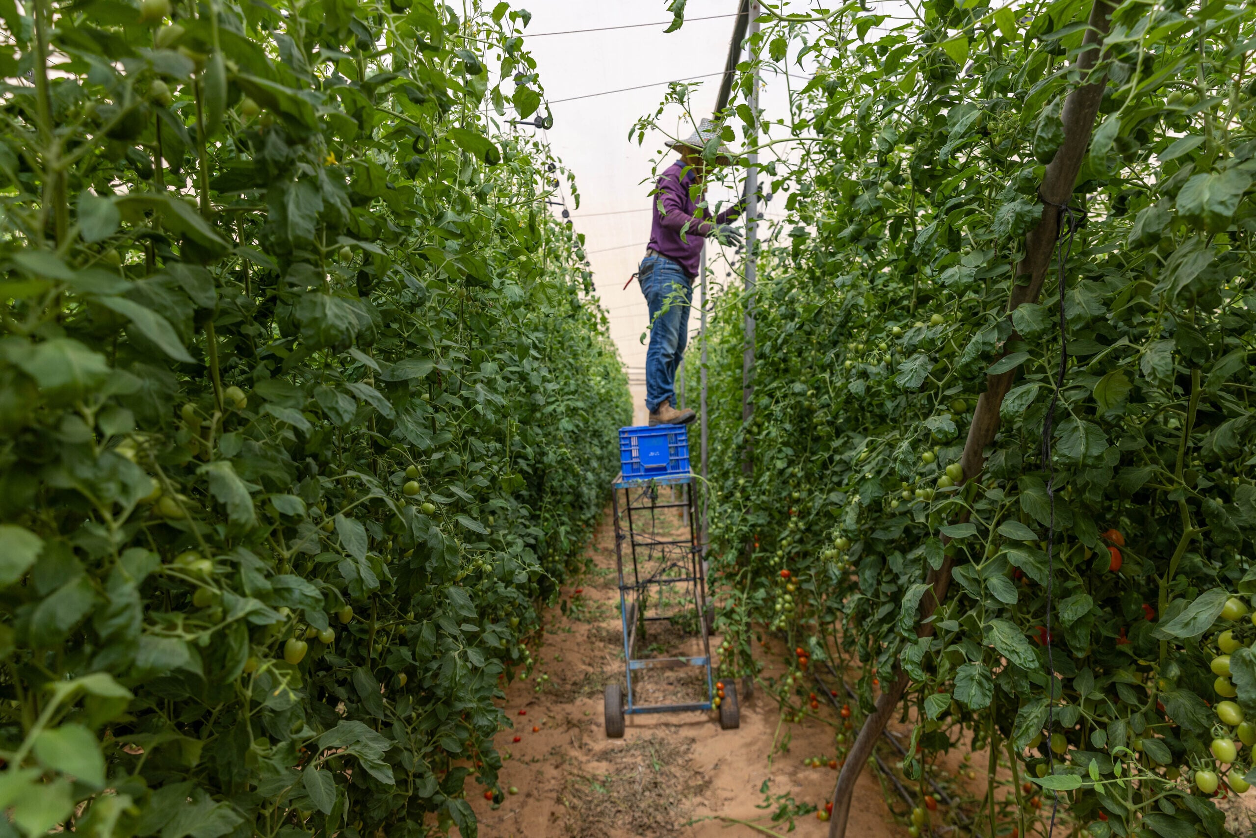 US extends duty-free access for some Israeli farm items through 2026 ...